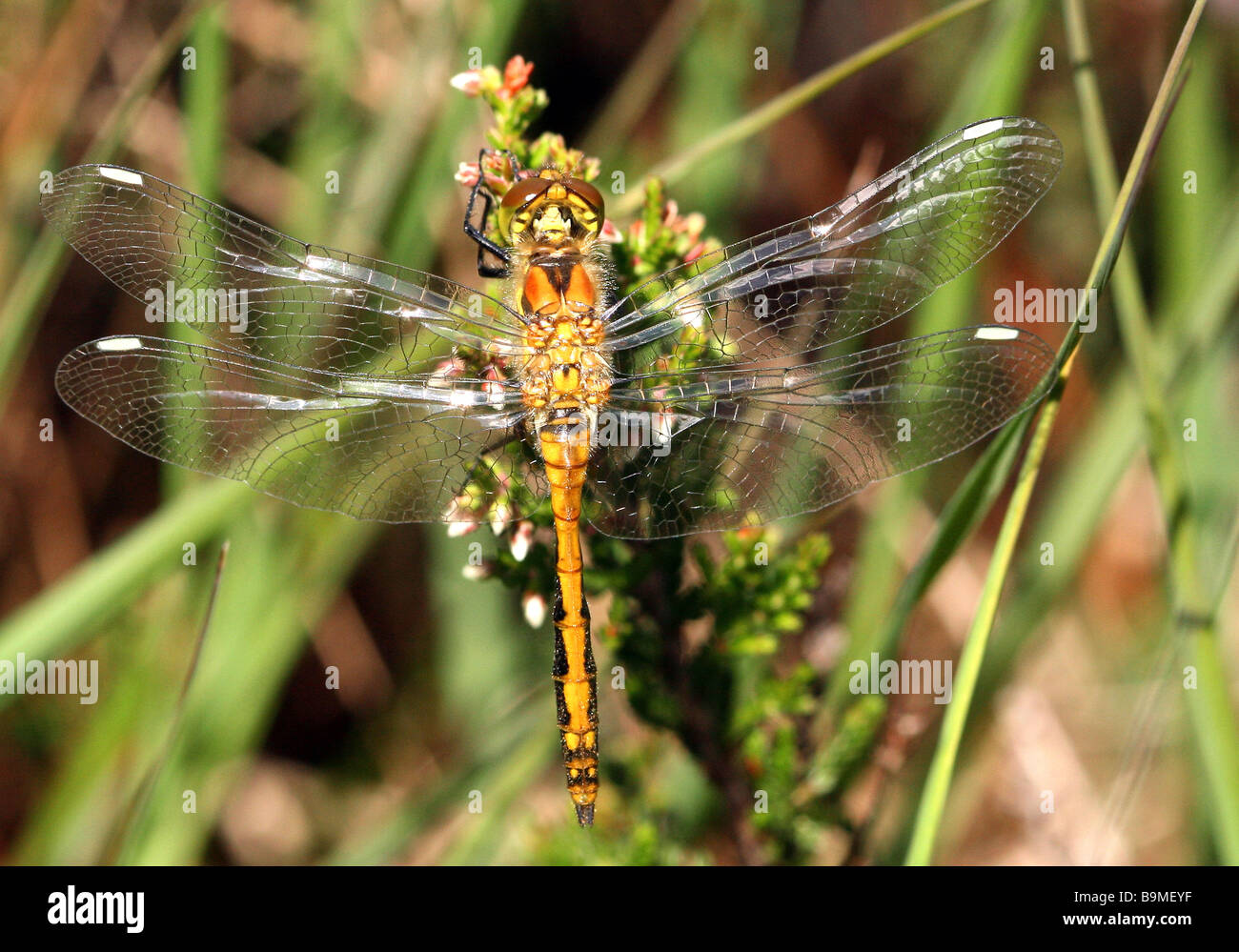 Dragonfly, Common Darter Sympetrum striolatum with shrp wing veination ...