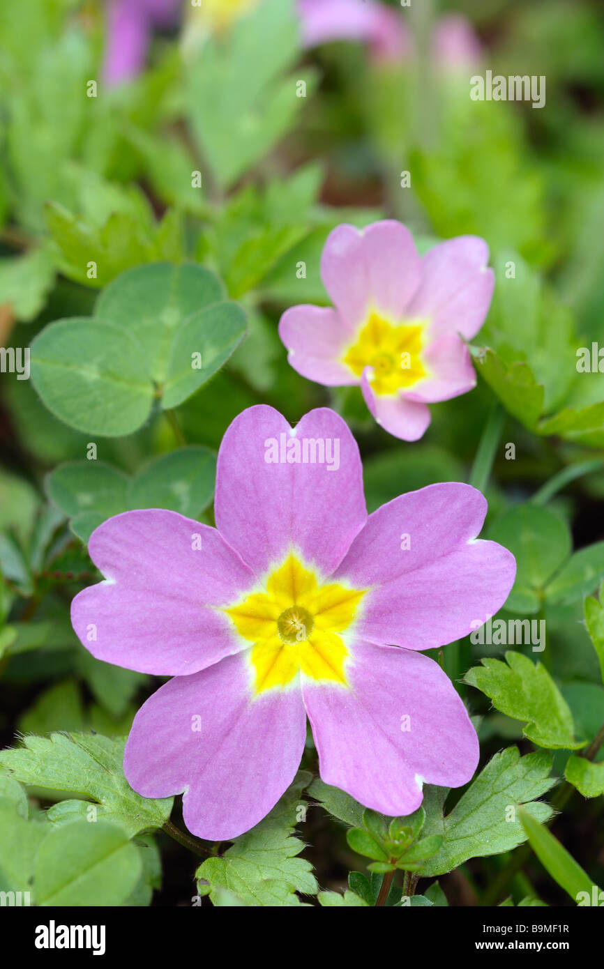 Thrum High Resolution Stock Photography and Images - Alamy