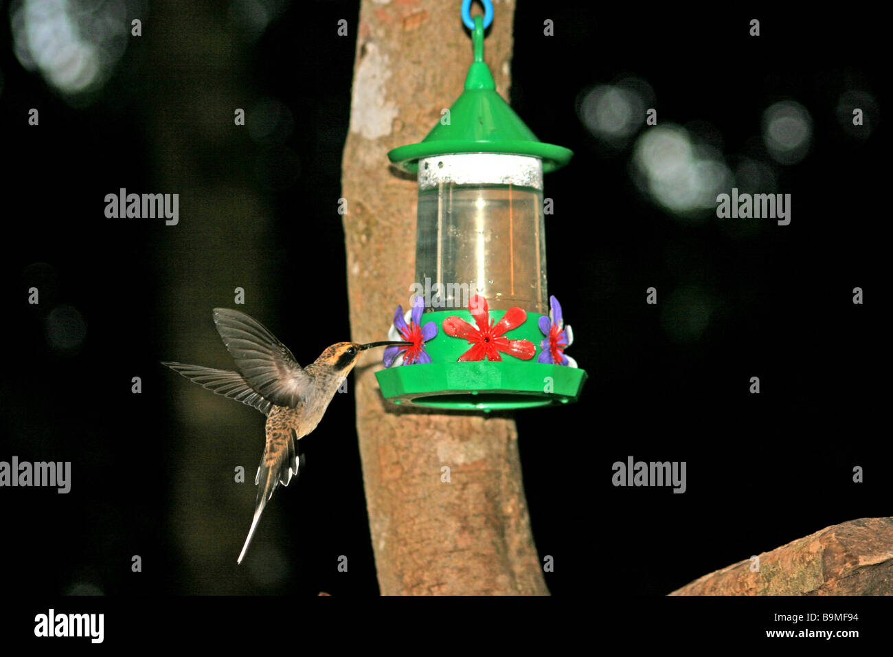 Hummingbird feather close up hi-res stock photography and images - Alamy