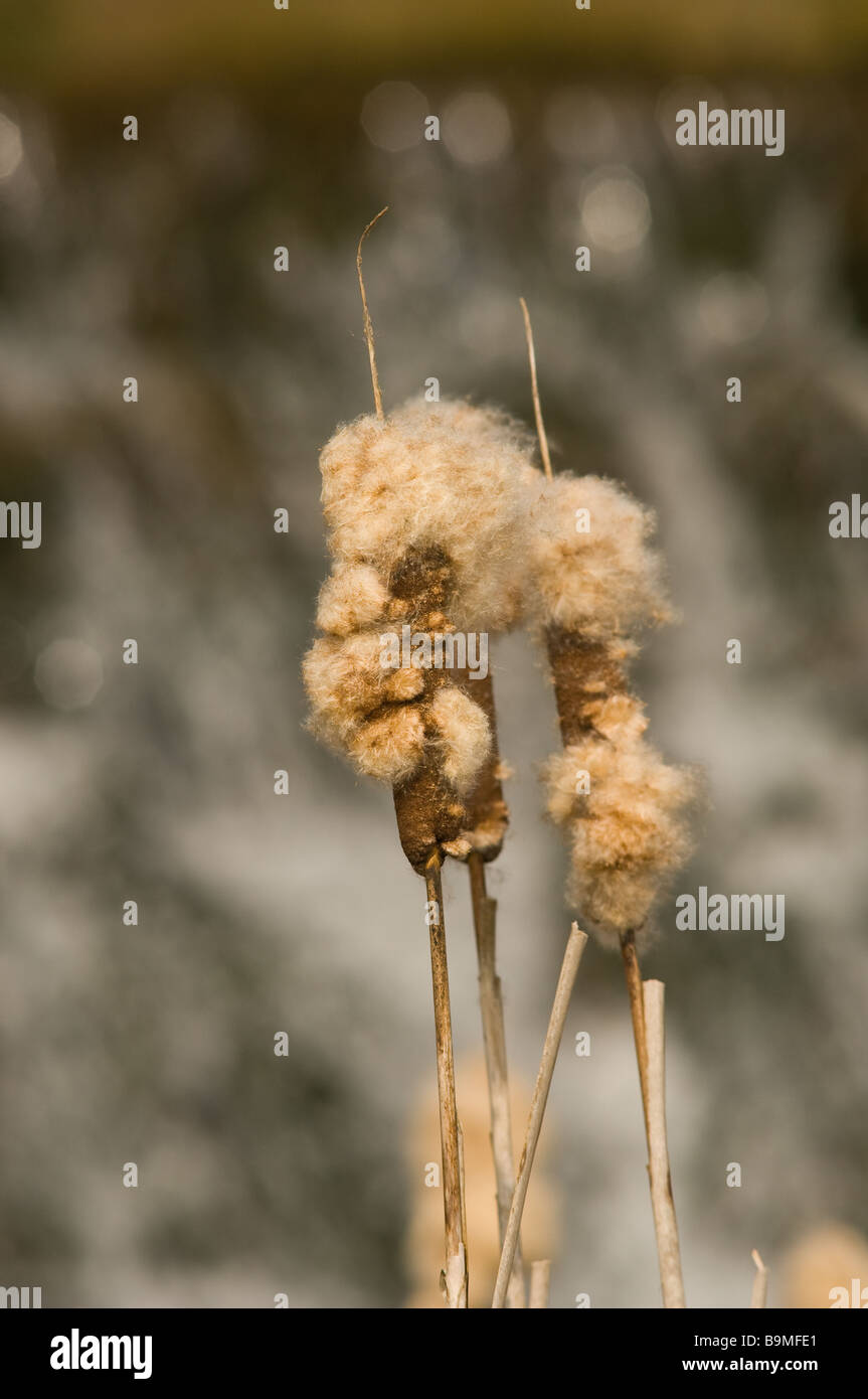 Seeding bullrush hi-res stock photography and images - Alamy