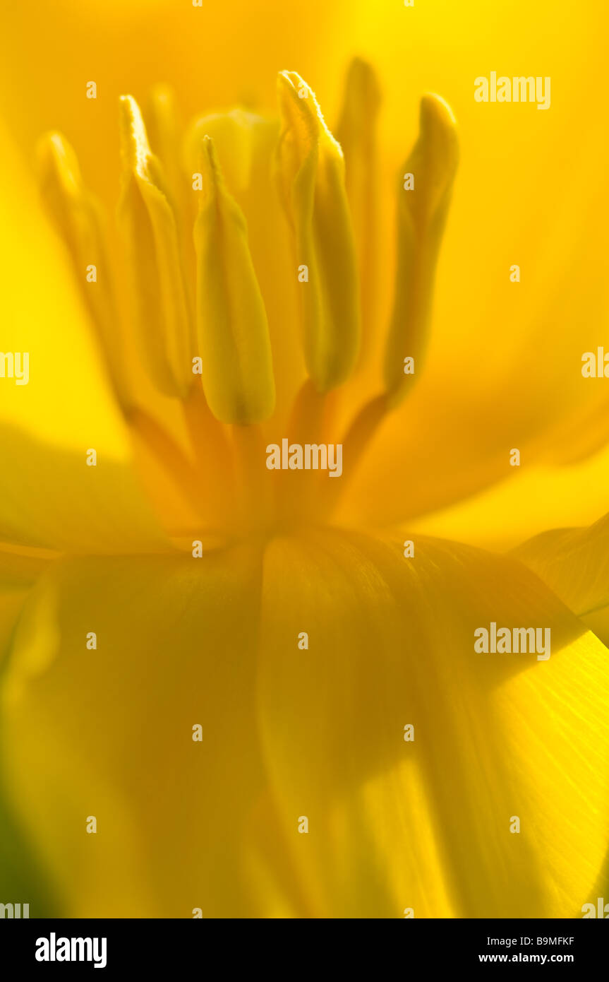 Close-up of a yellow tulip showing the petals, stigma, anther and ...