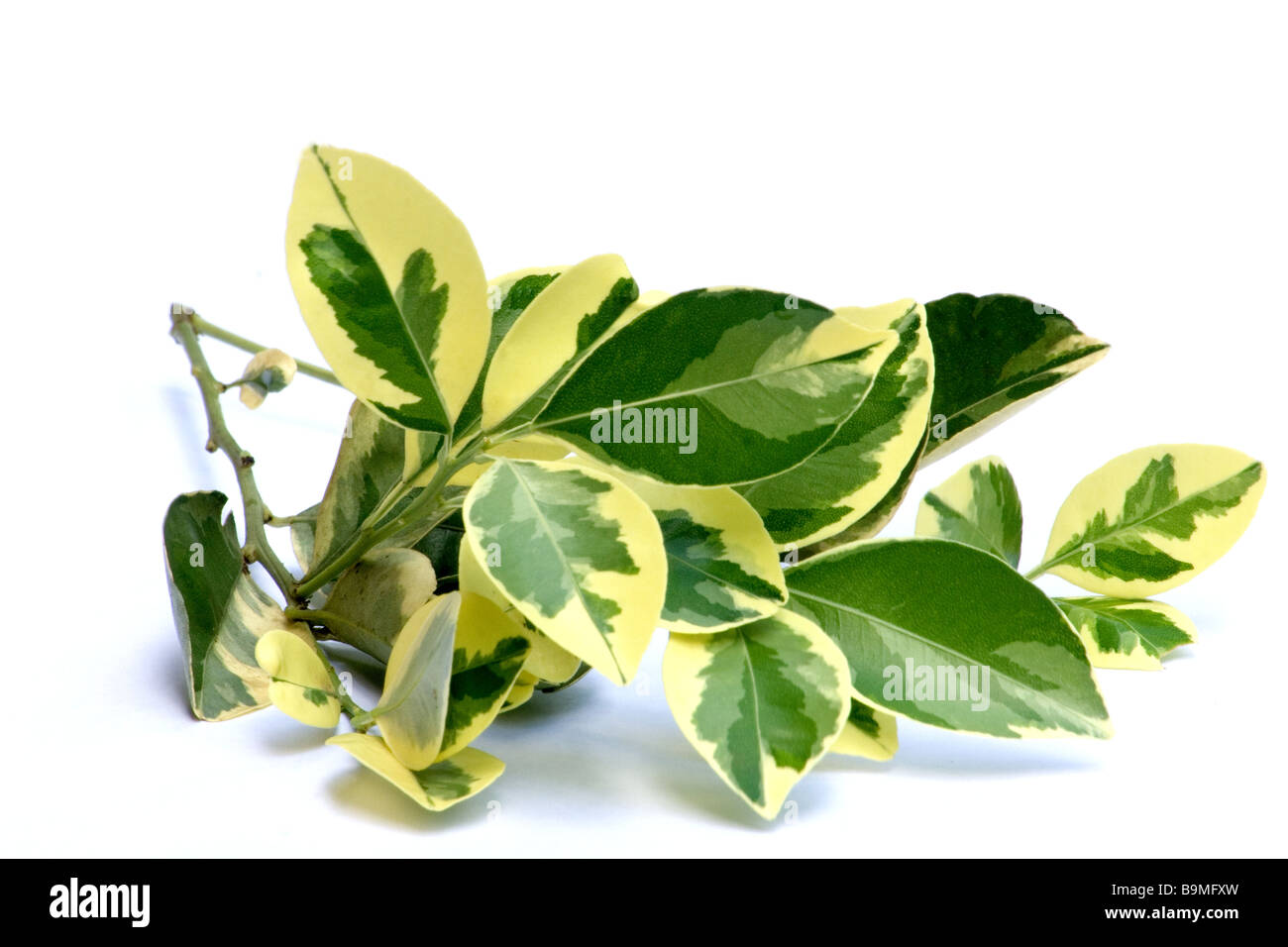 Variegated Orange leaves Stock Photo - Alamy