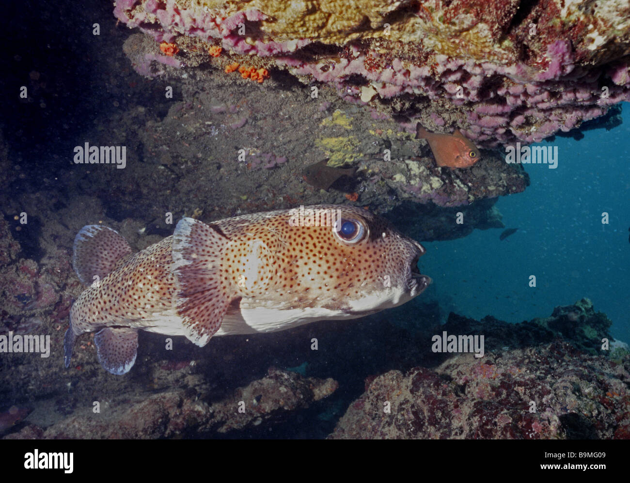spot-fin porcupine fish, diodon hystrix, also known as a hedgehog fish ...