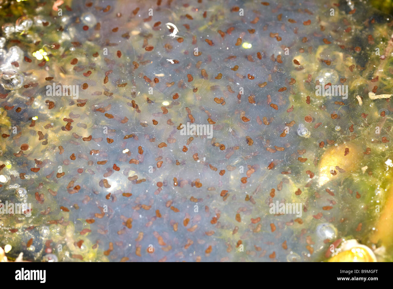 Frogspawn of Common Frog (Rana temporaria) in Garden Pond, in a Garden in Wales, UK Stock Photo ...