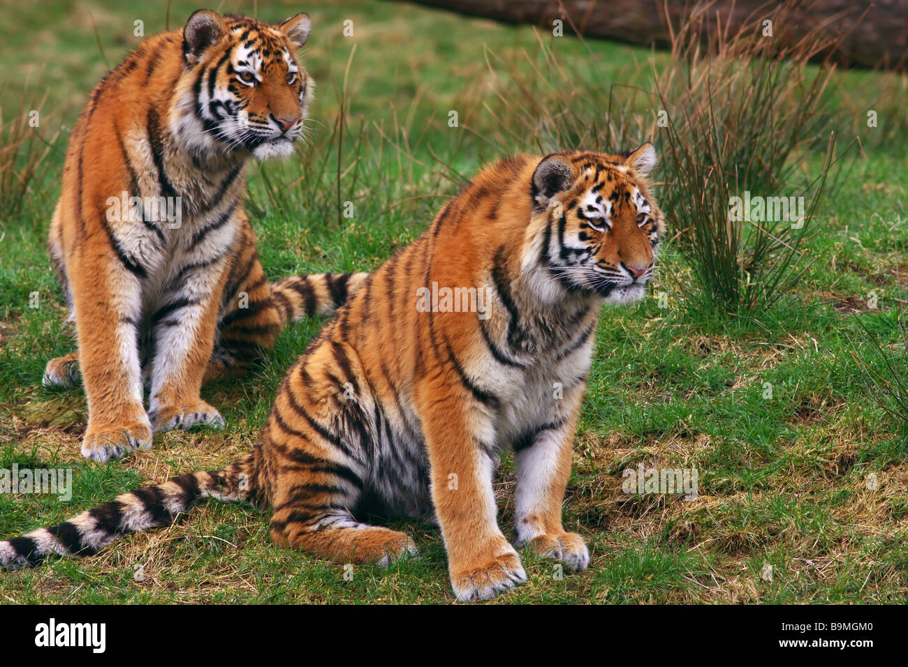 Two playful young Siberian tigers together in the grass Stock Photo - Alamy