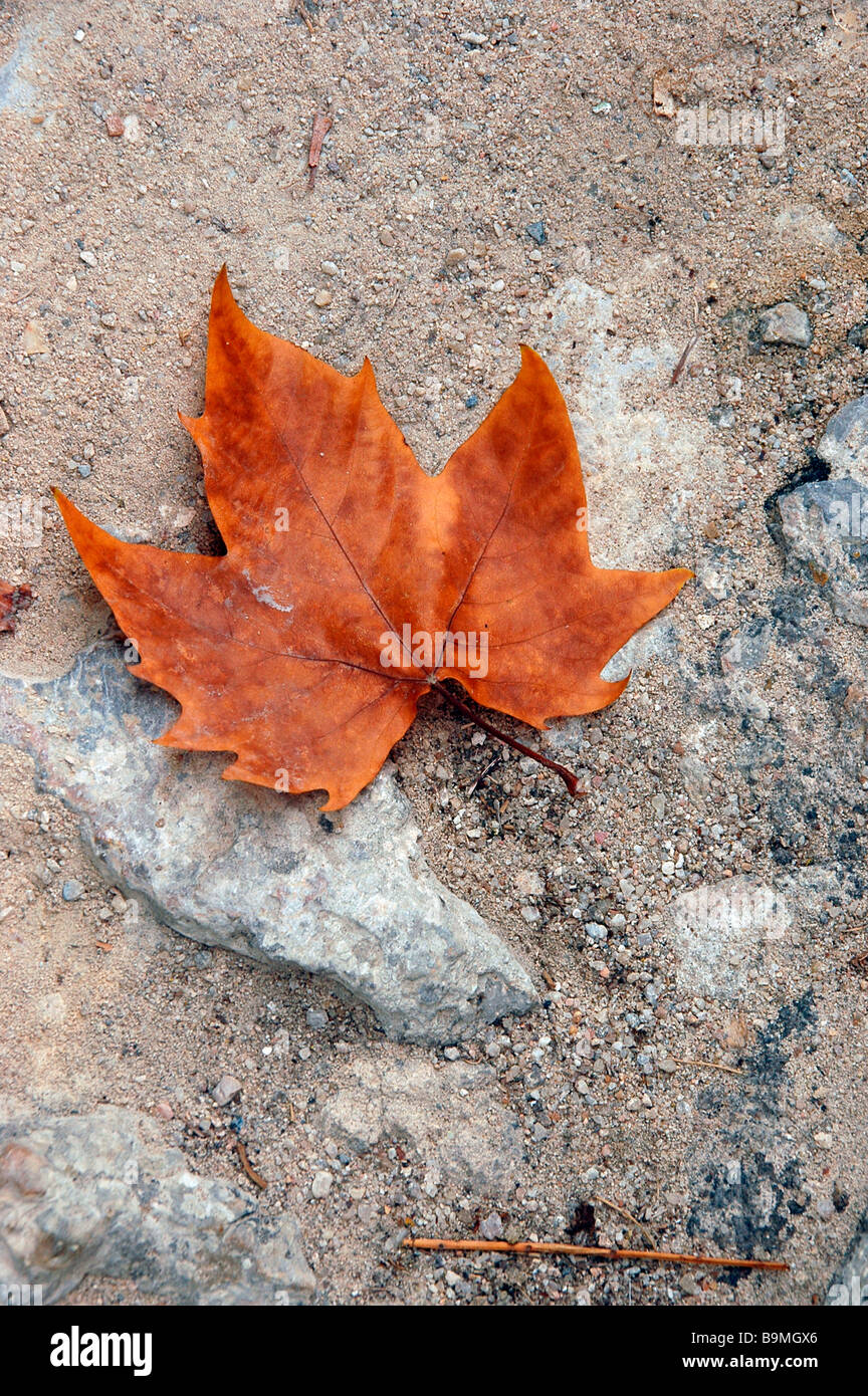 City of sycamore hi-res stock photography and images - Alamy