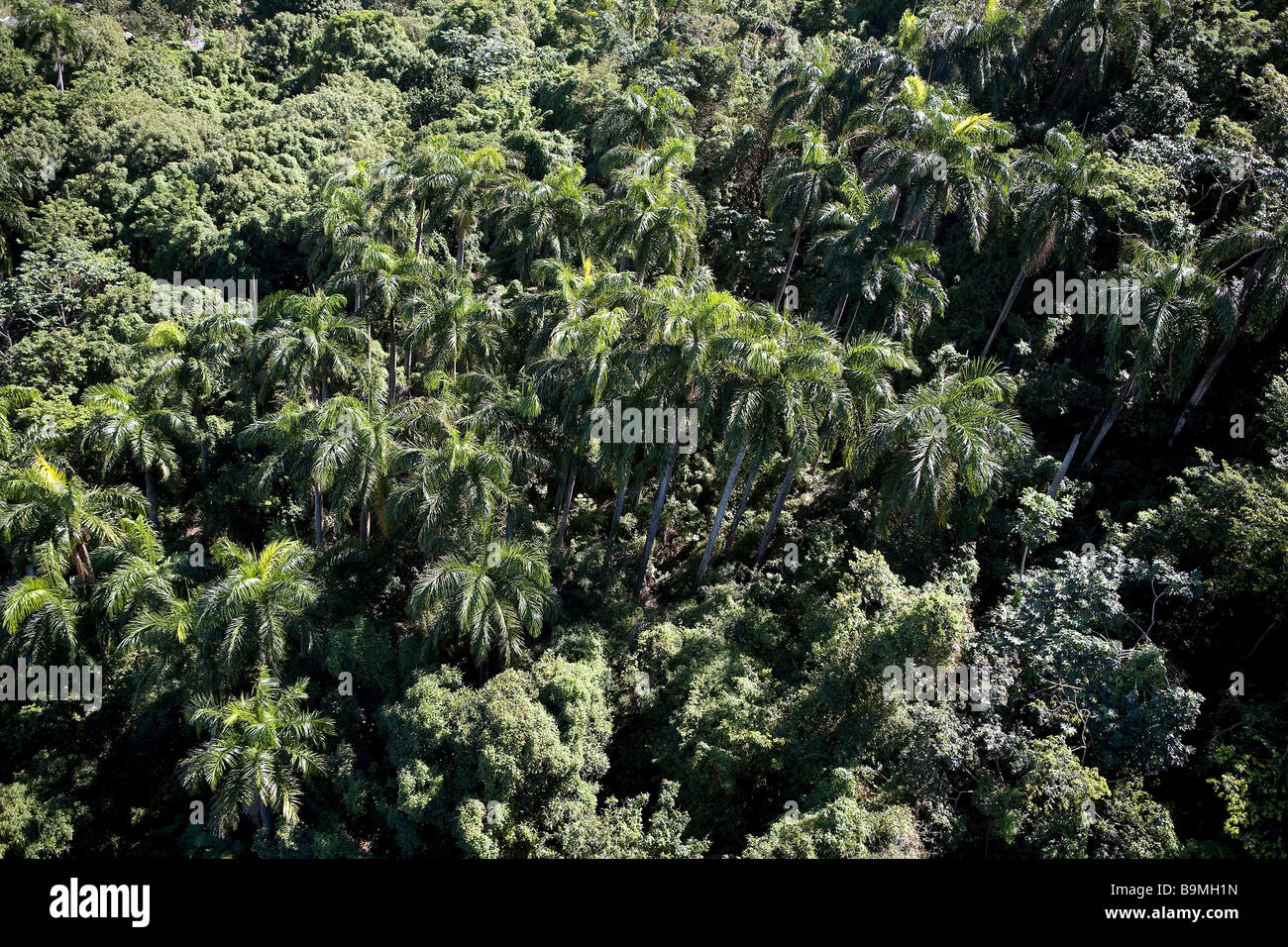 Dominican Republic, Puerto Plata, the forest around the city (aerial ...
