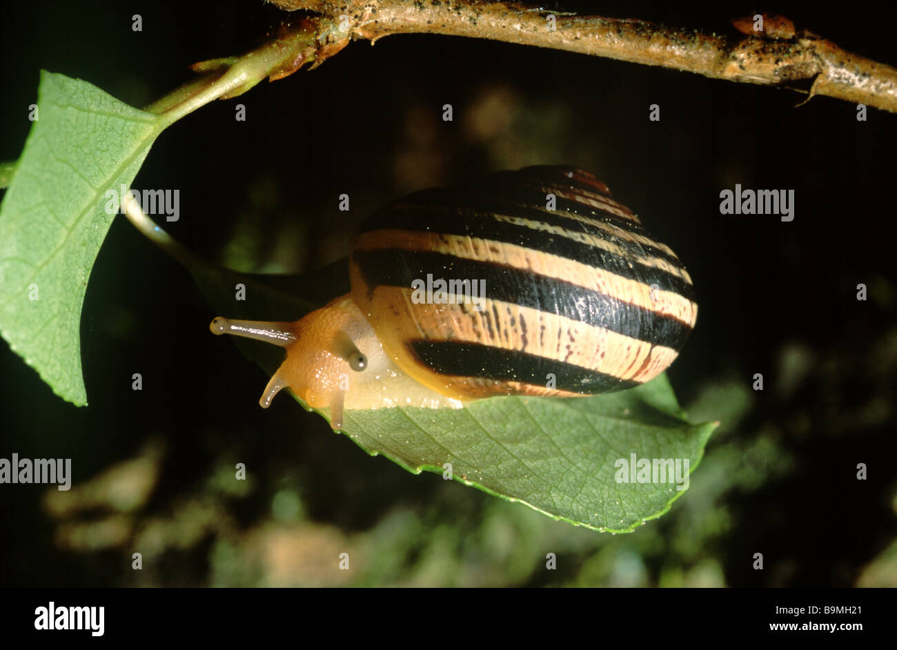 Snail Stock Photo - Alamy