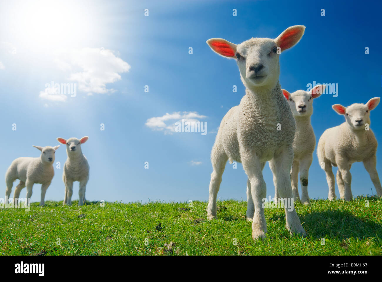 Spring lambs in the sun hi-res stock photography and images - Alamy