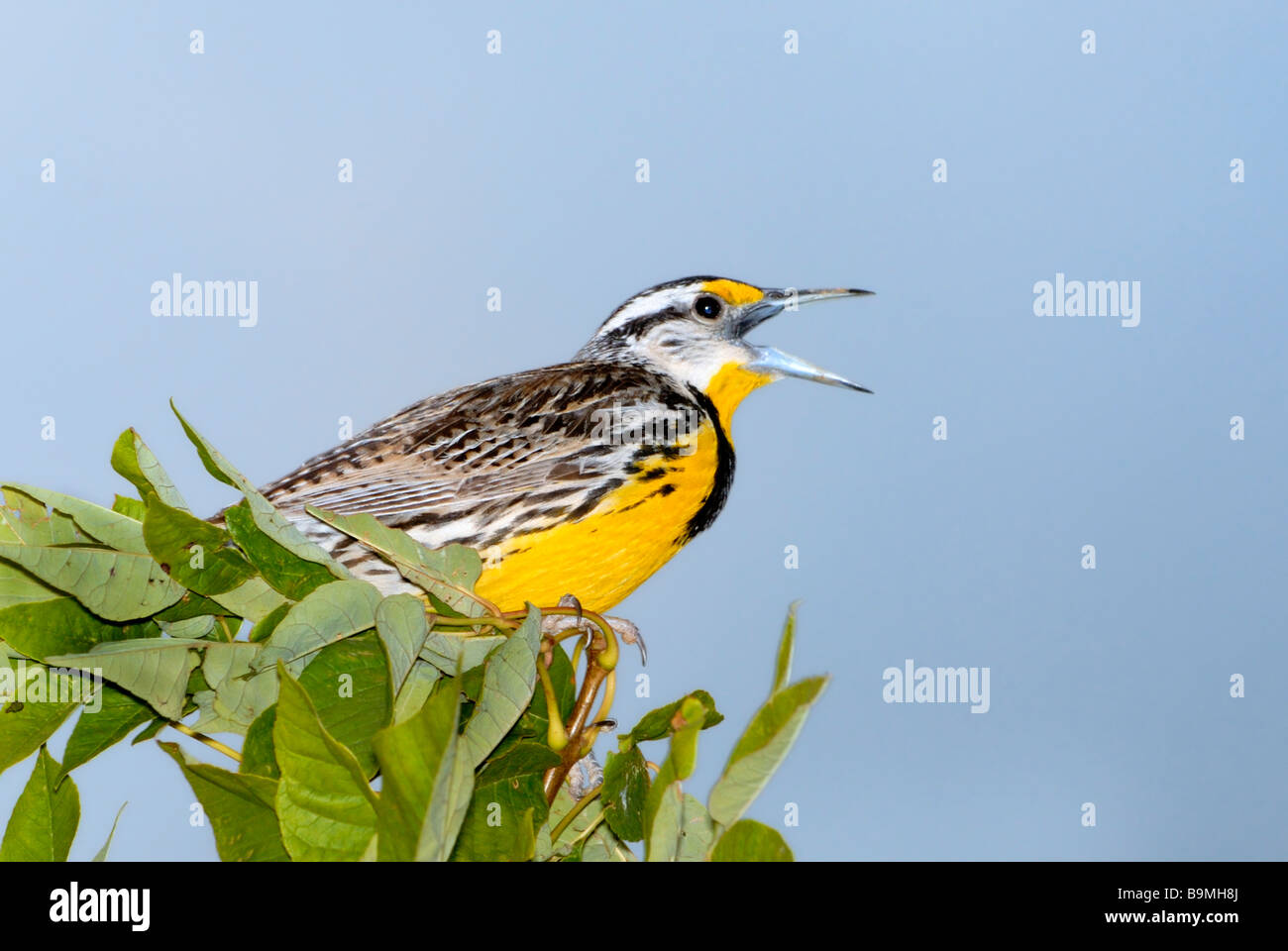 Male Eastern Meadowlark Sturnella magna singing. Kansas, USA Stock ...