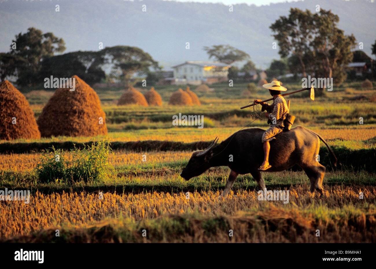 Myanmar (Burma), Shan State, Hsipaw, man on an ox Stock Photo - Alamy