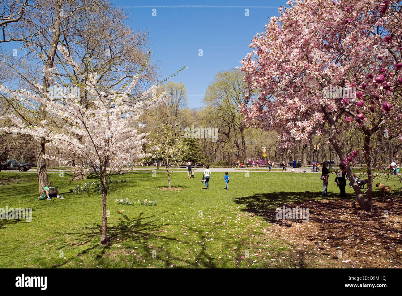United States, New York City, Central Park, blossoming trees in Spring ...