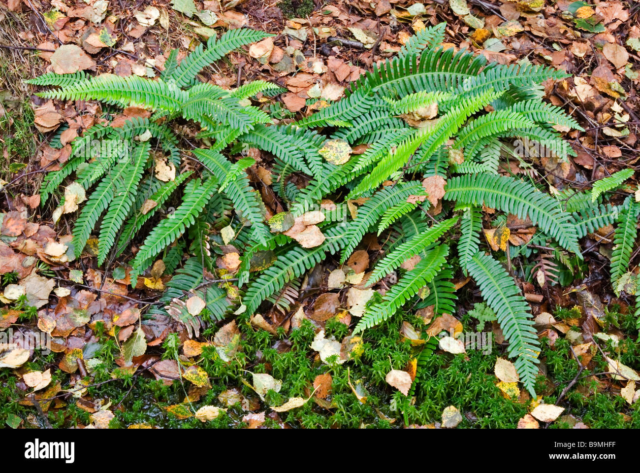 Ferns growing on forest floor hi-res stock photography and images - Alamy