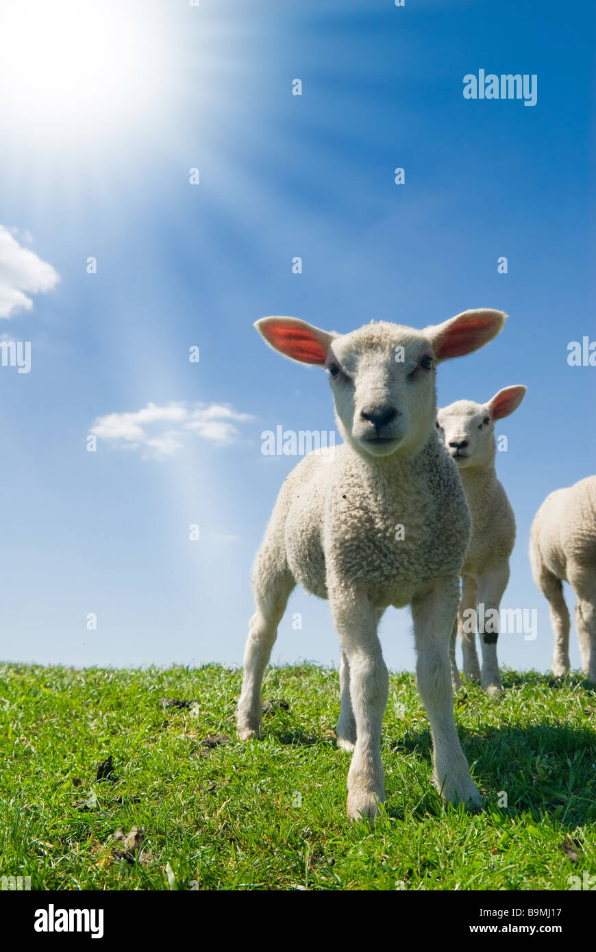 curious lambs looking at the camera in spring Stock Photo - Alamy