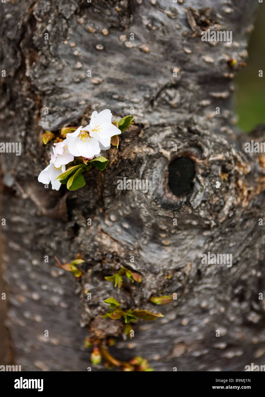 Cherry tree trunk hi-res stock photography and images - Alamy