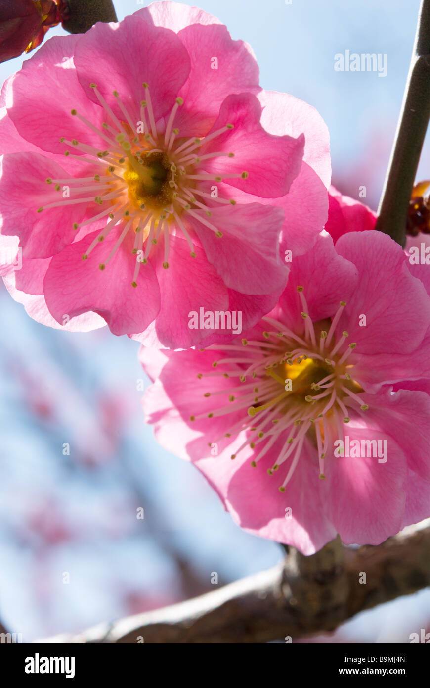 Close-up of Kobai or red ume (Prunus mume) blossoms in the spring in ...