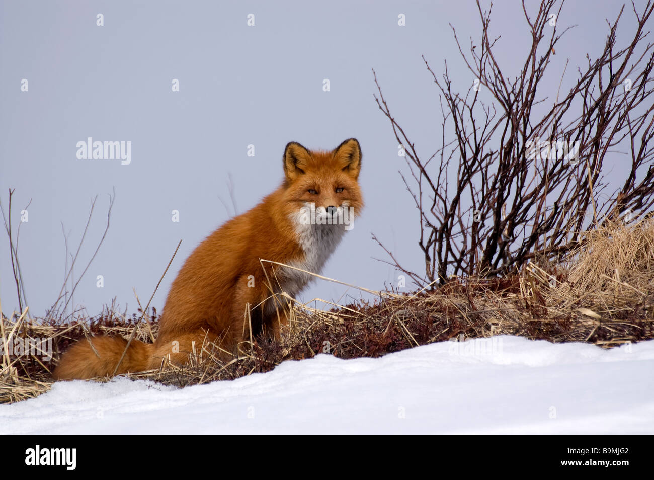 Red fox (Vulpes vulpes Stock Photo - Alamy