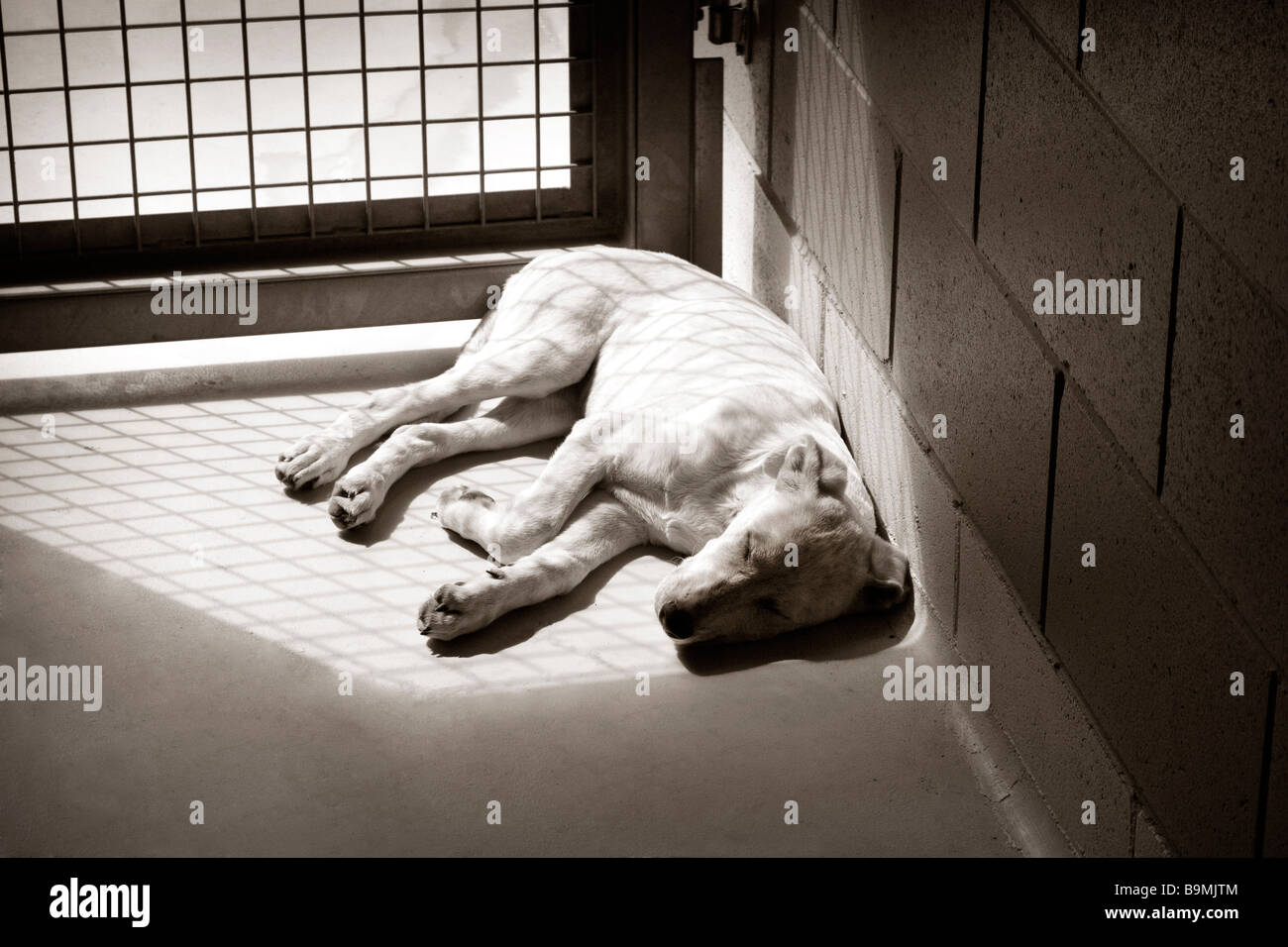 Caged puppy hi-res stock photography and images - Alamy