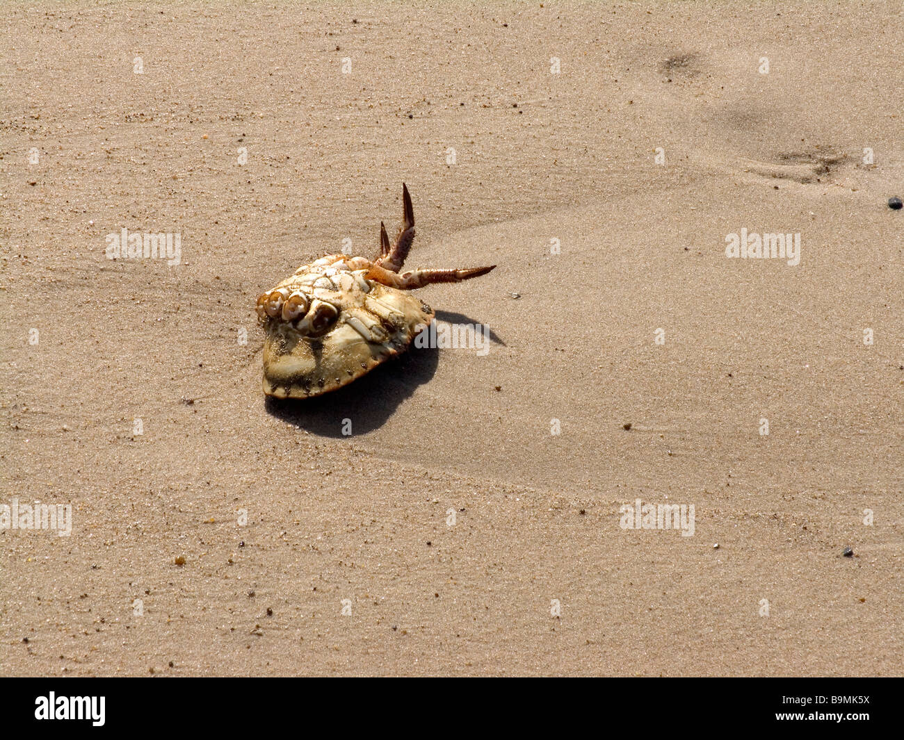 dead crab on the sand Stock Photo - Alamy