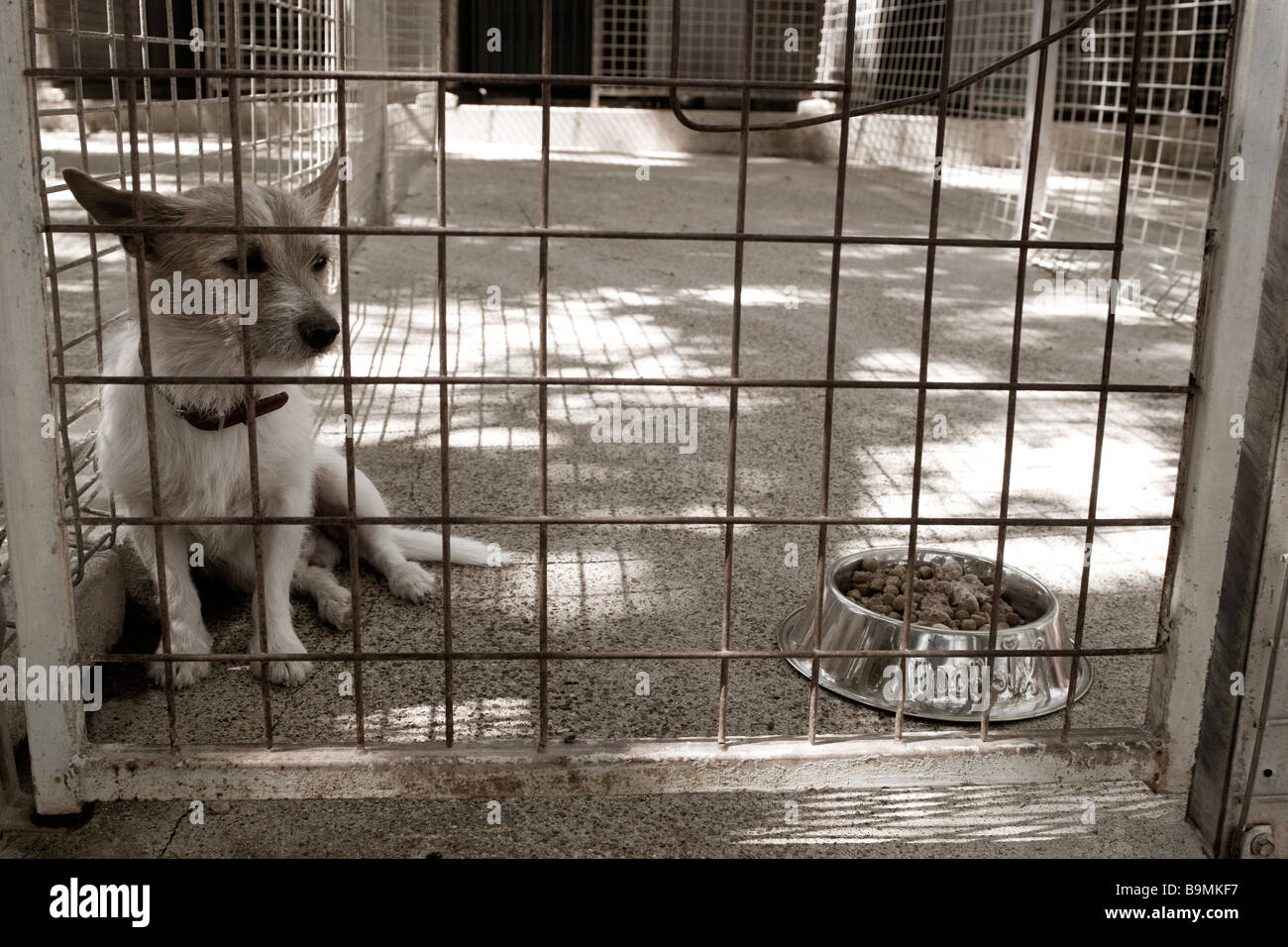 Dogs small cage hi-res stock photography and images - Alamy