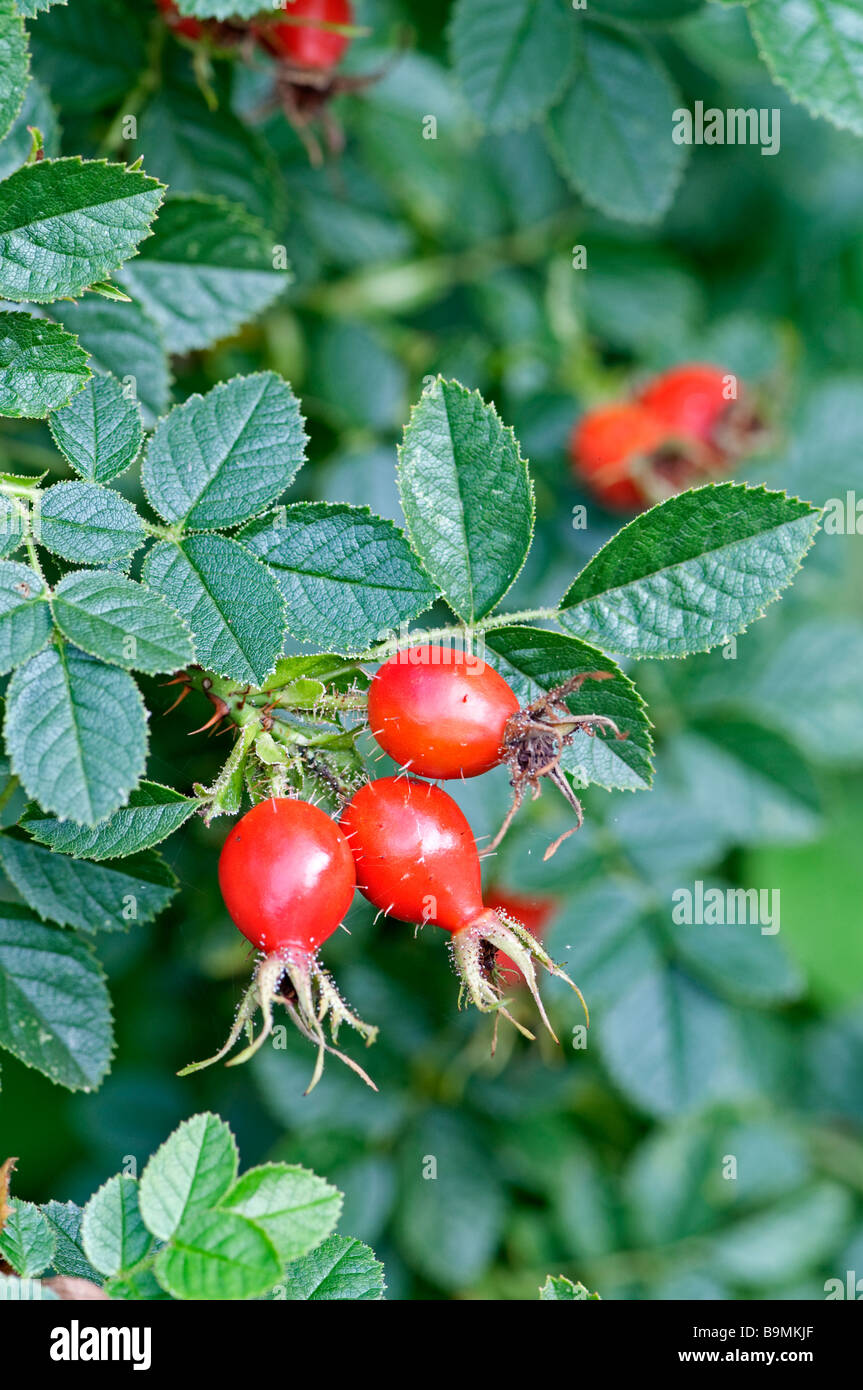Rosa Canina Rose Hip