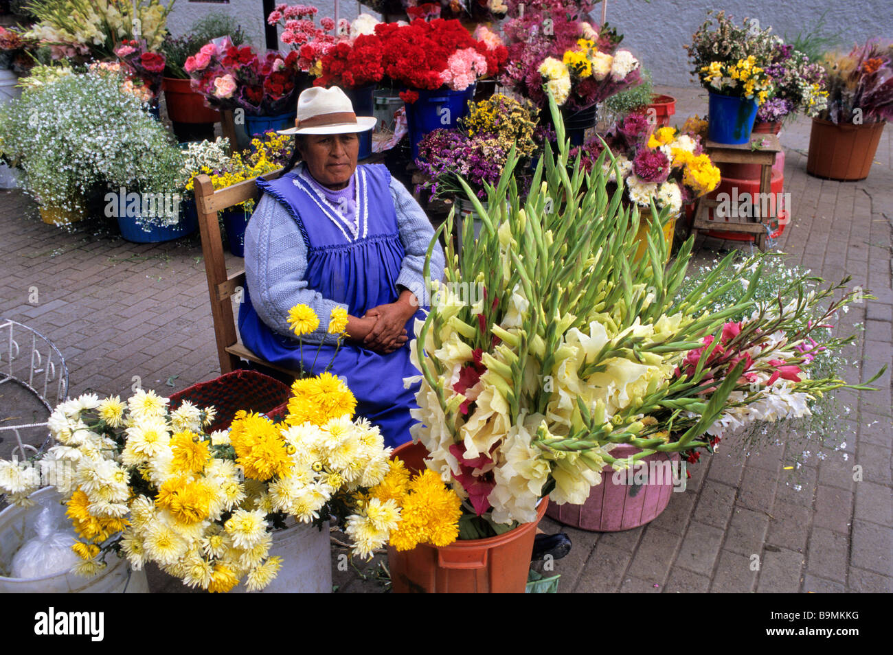 Cuenca Ecuador Flower Stock Photos & Cuenca Ecuador Flower Stock Images ...