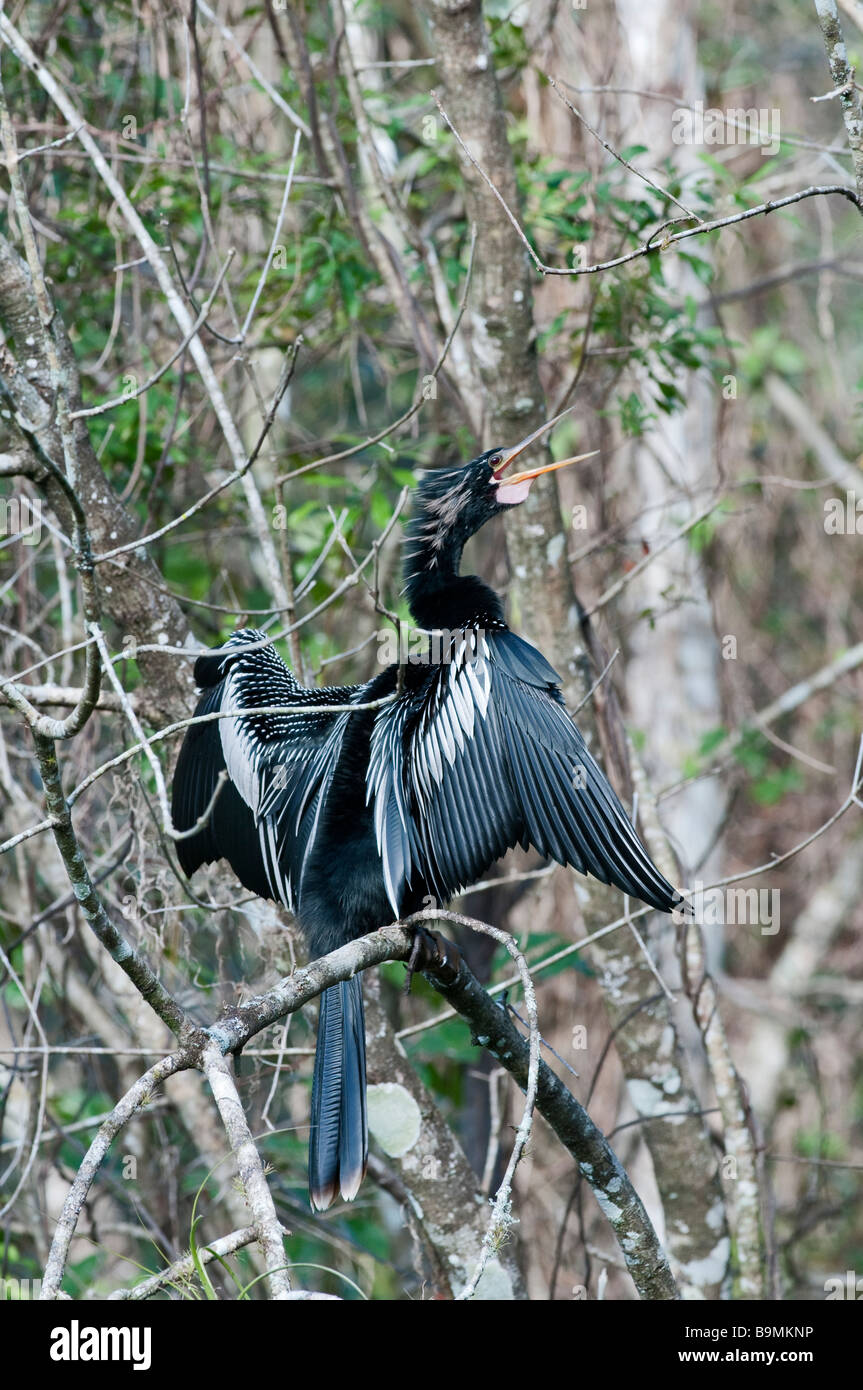 Anhinga, or Snake Bird: Anhinga anhinga Stock Photo - Alamy