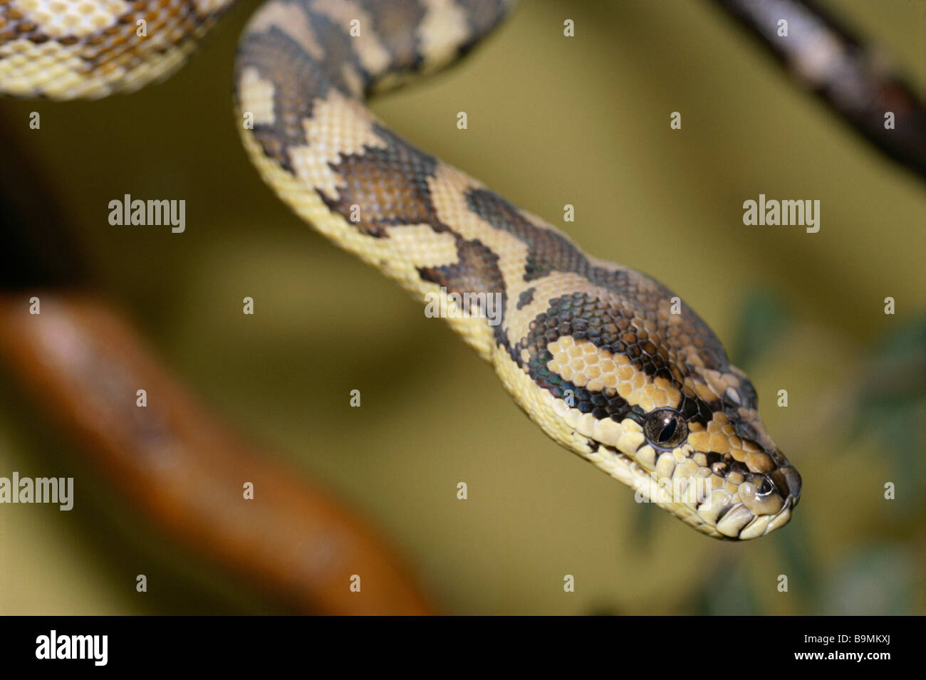 Non venemous snake hi-res stock photography and images - Alamy