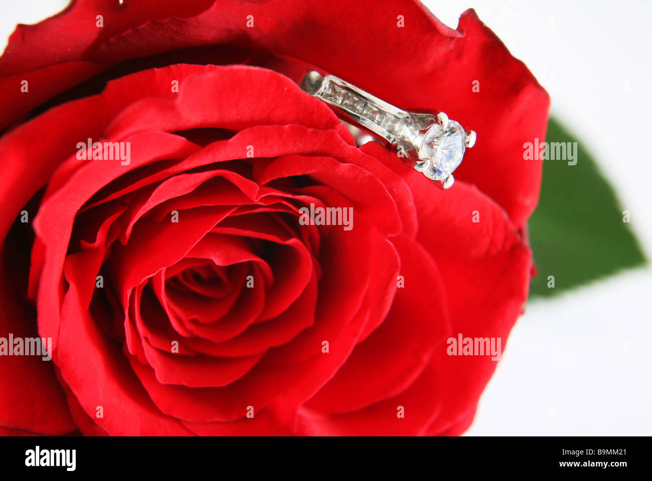 An engagement ring in a red rose,signifying a proposal of marriage ...