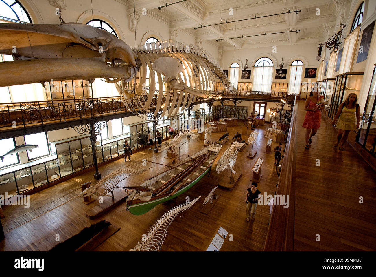 Principality of Monaco, Monaco, Oceanographic Museum, skeleton of blue ...