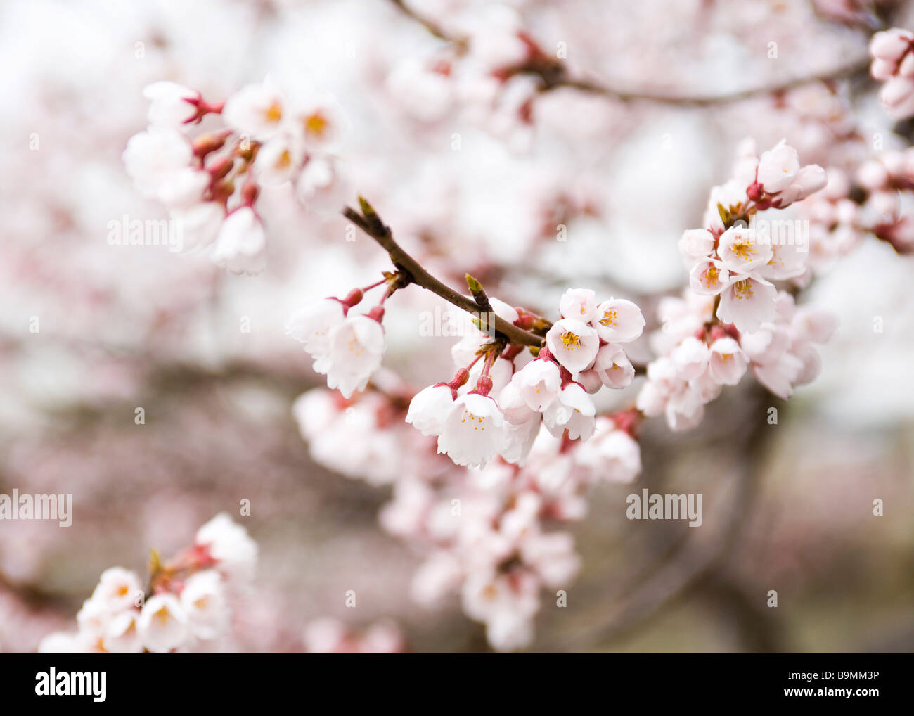 Cherry tree hi-res stock photography and images - Alamy