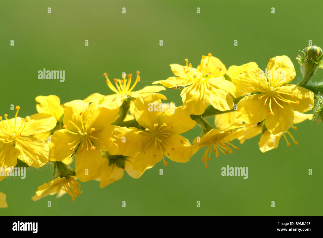 Blooming medicinal plant Odermennig Common Agrimony Agrimonia eupatoria ...