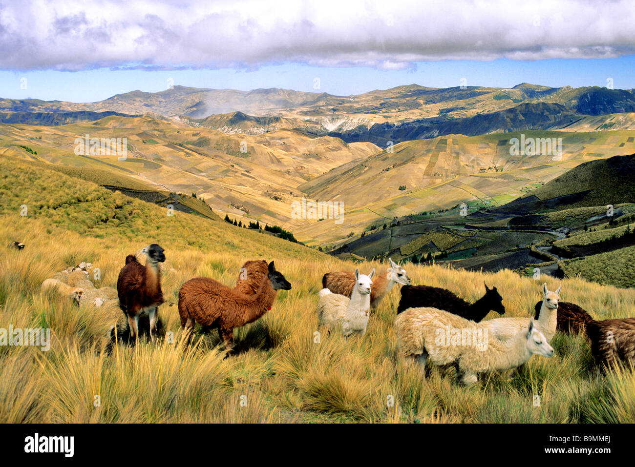 Ecological zone hi-res stock photography and images - Alamy
