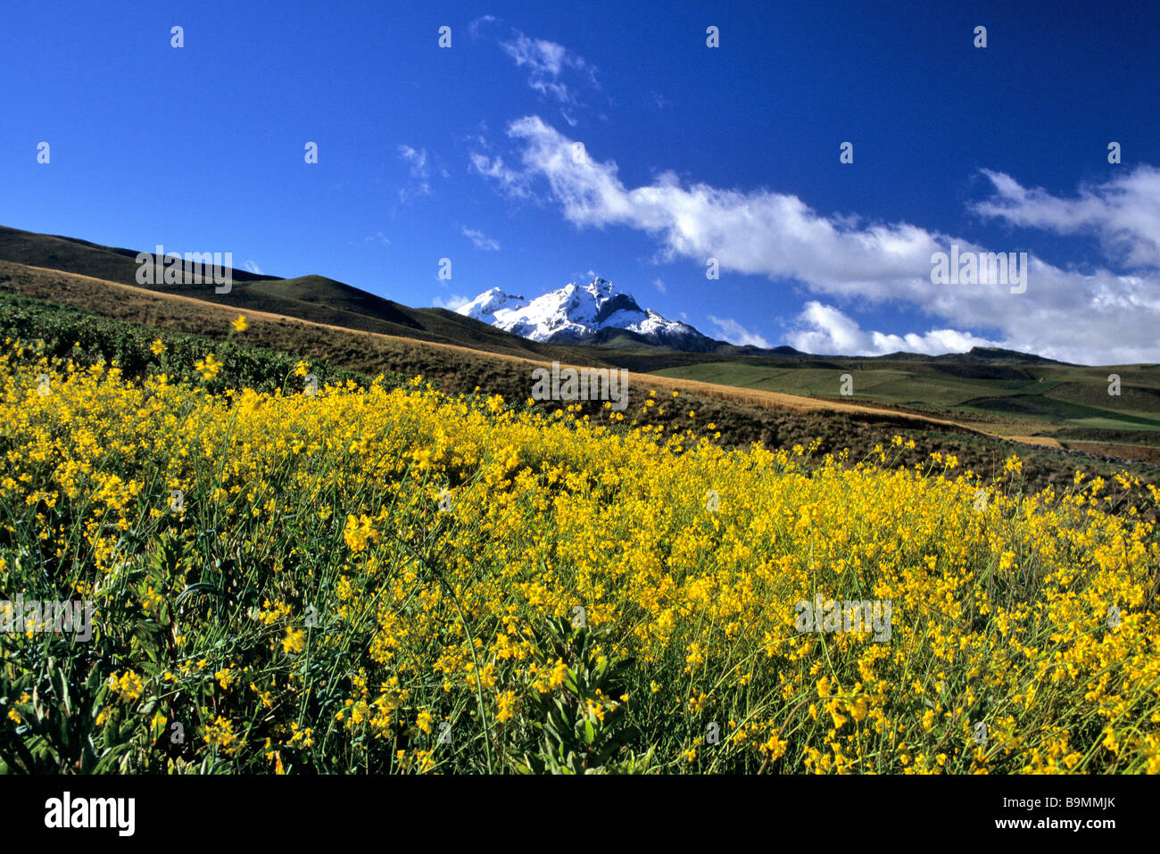 Ecuador, Chimborazo province, Ecuadorian Andes, flowers and the summit ...