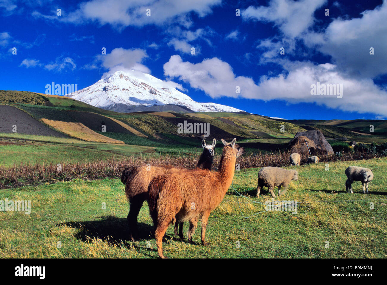 Llamas ecuador hi-res stock photography and images - Alamy