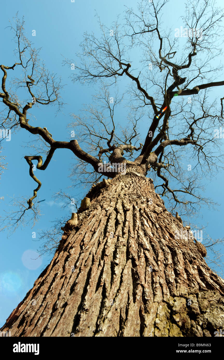 Gnarled Oak Tree High Resolution Stock Photography and Images - Alamy