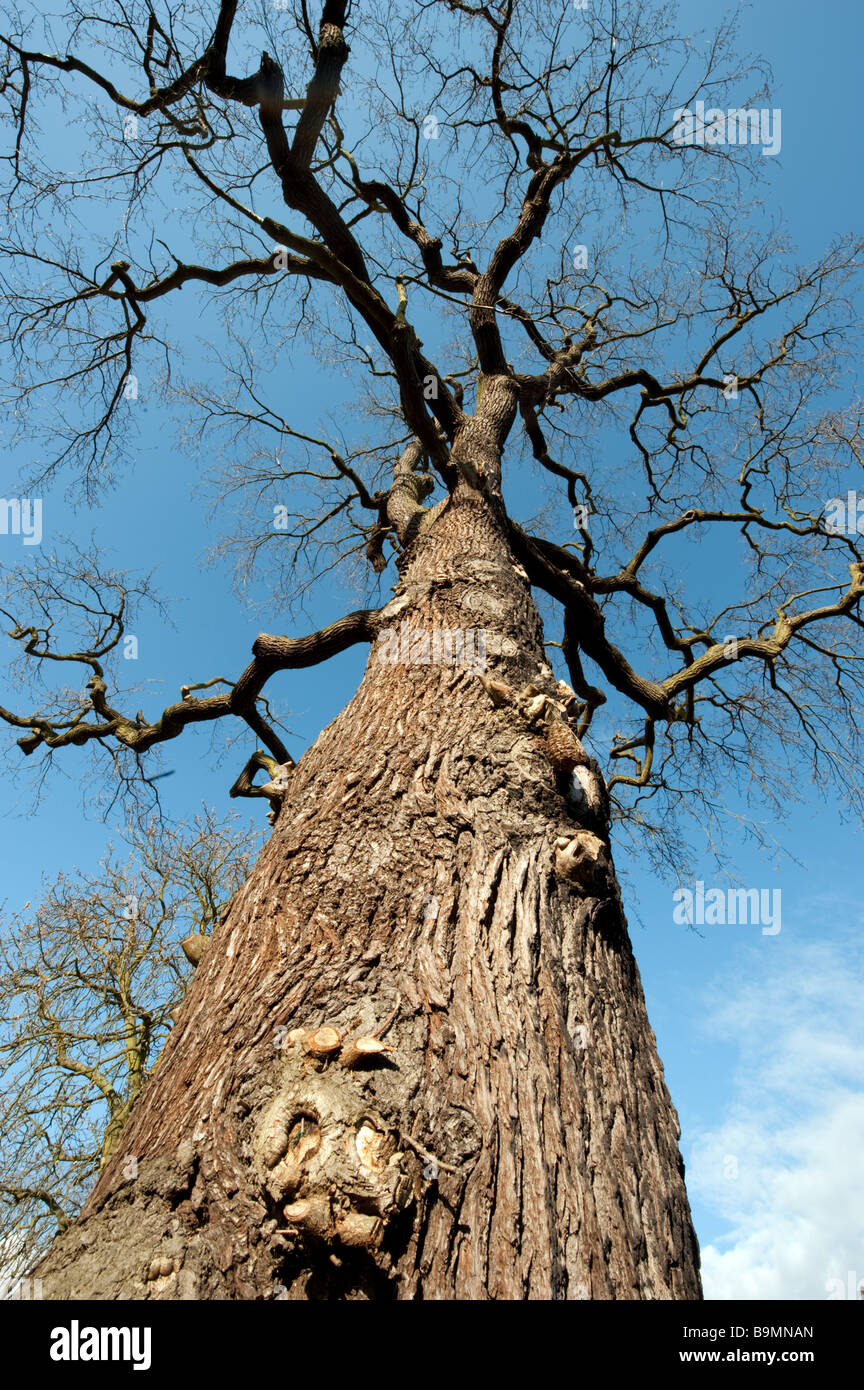 Gnarled Oak Tree High Resolution Stock Photography and Images - Alamy