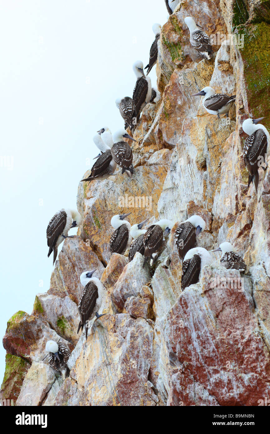 Wildlife on Islas Ballestas in Peru Paracas Natural Park Stock Photo ...