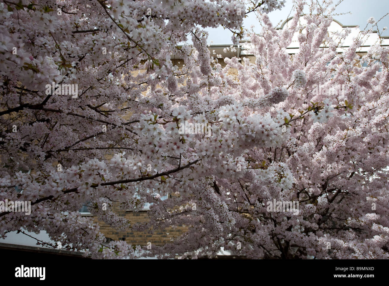Early spring blossom, picture taken in March Stock Photo - Alamy
