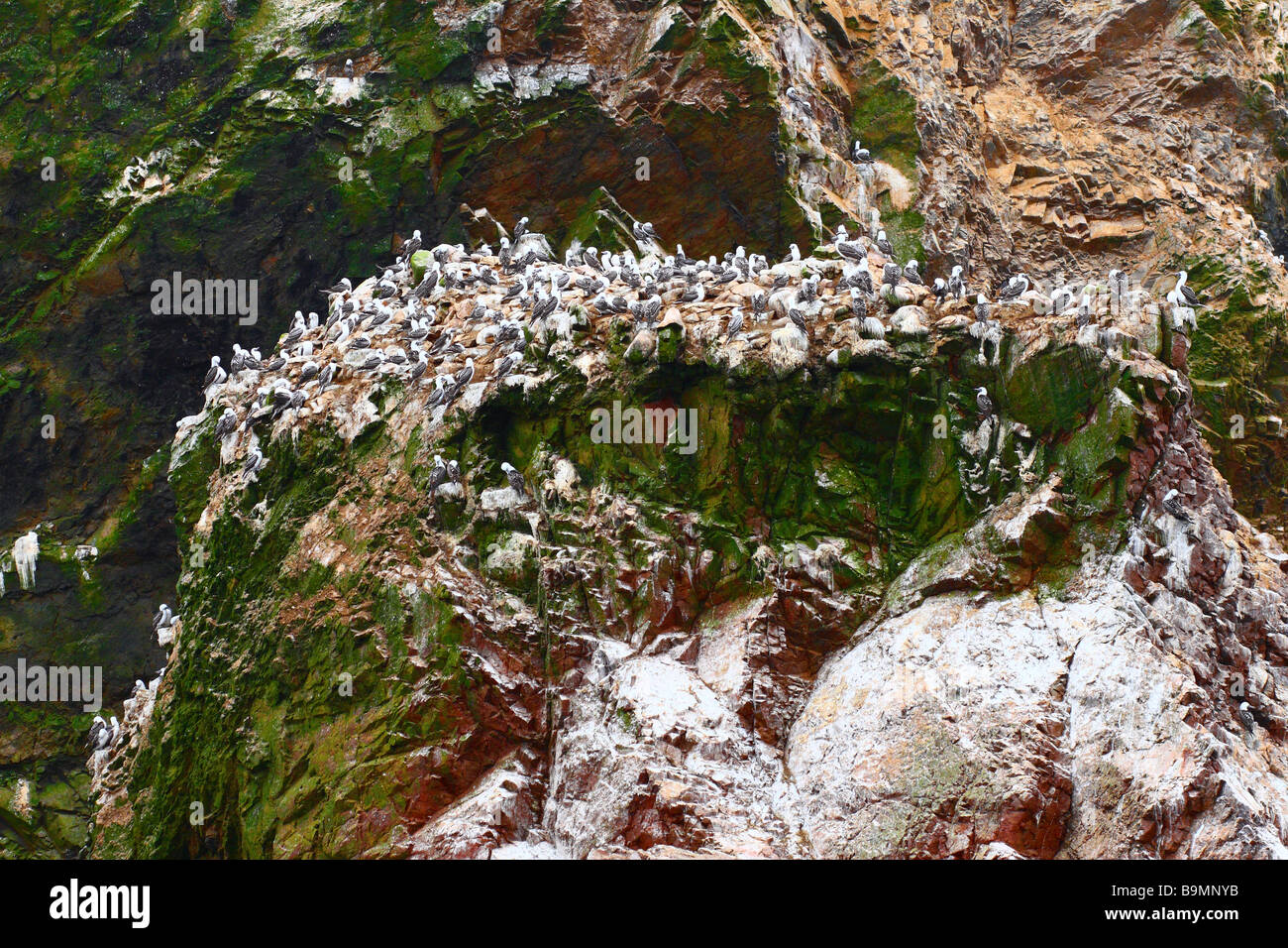 Wildlife on Islas Ballestas in Peru Paracas Natural Park Stock Photo ...