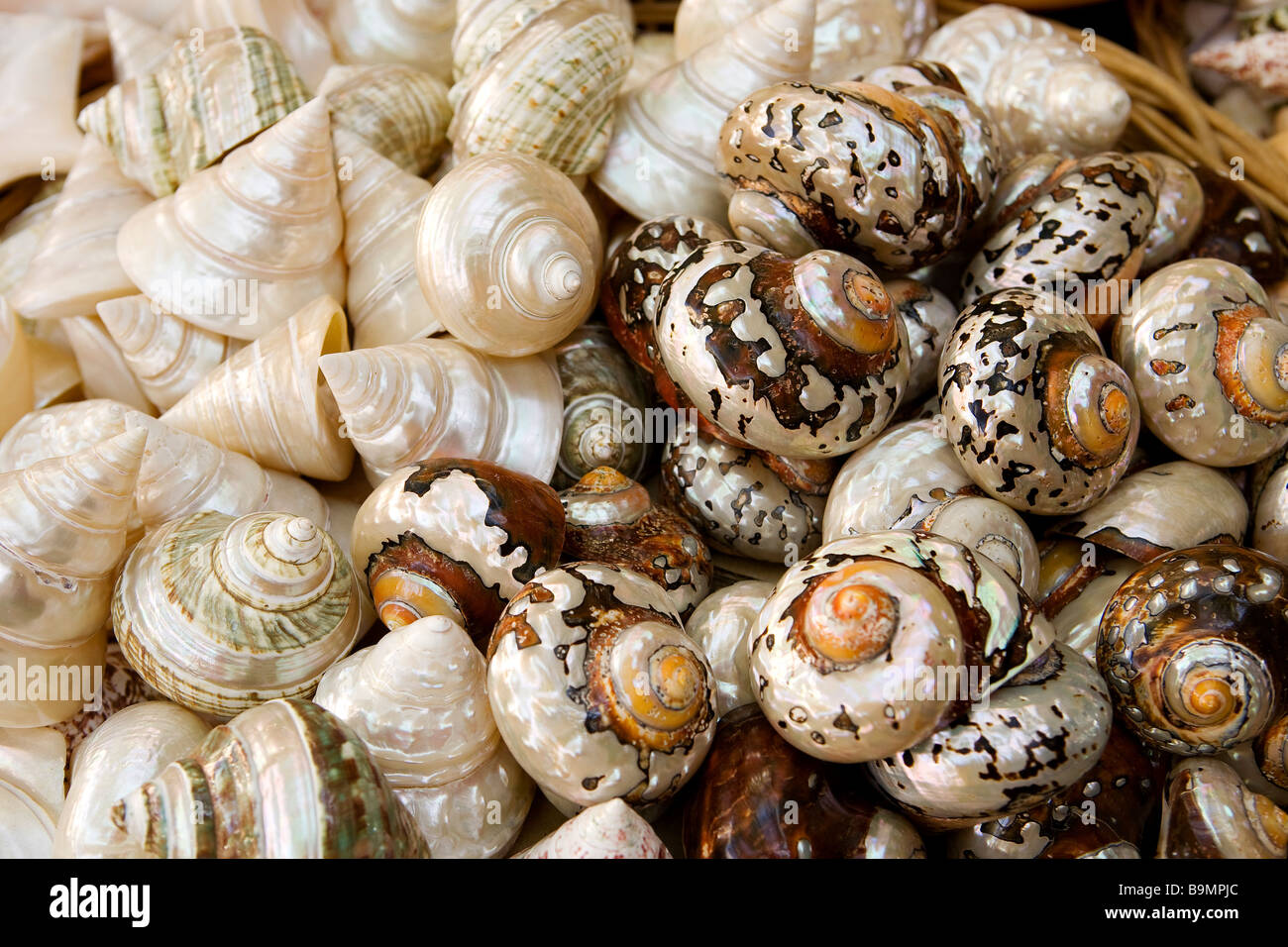 Greece, Crete, Elounda, Sea Shells Stock Photo - Alamy