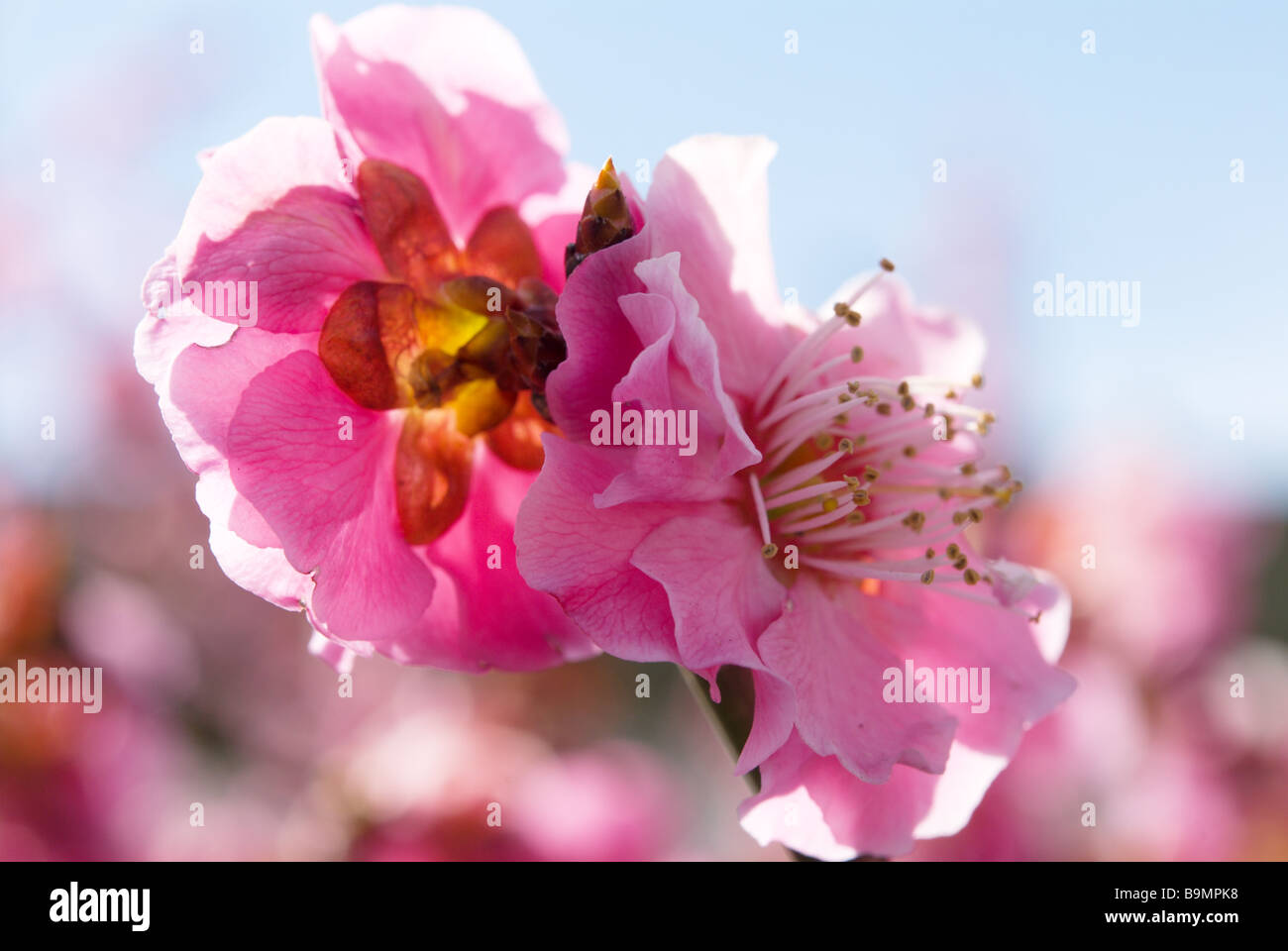 Prunus mume hi-res stock photography and images - Alamy