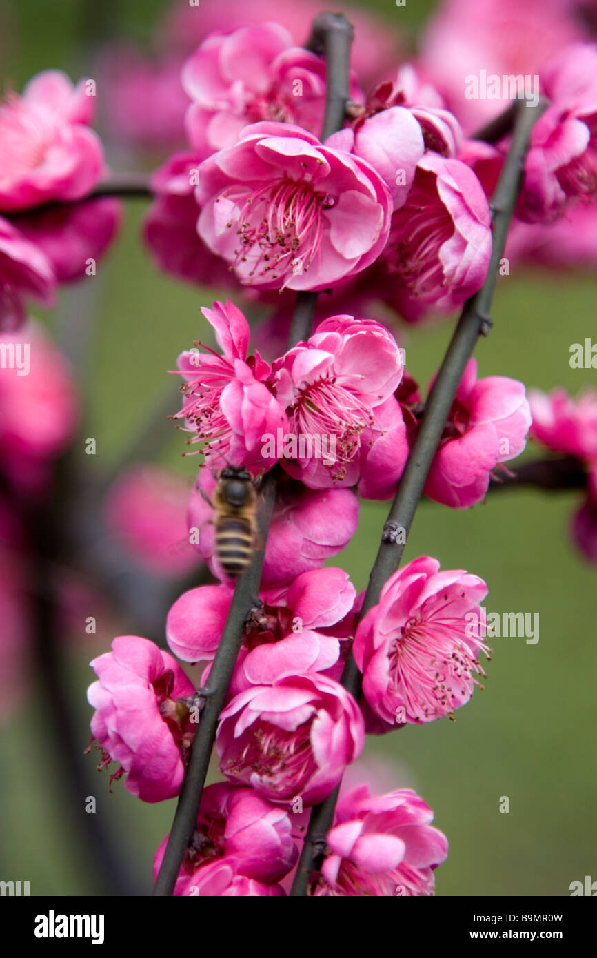 Beautiful flowers bloom in a bonsai cherry tree in a park in Chengdu in ...