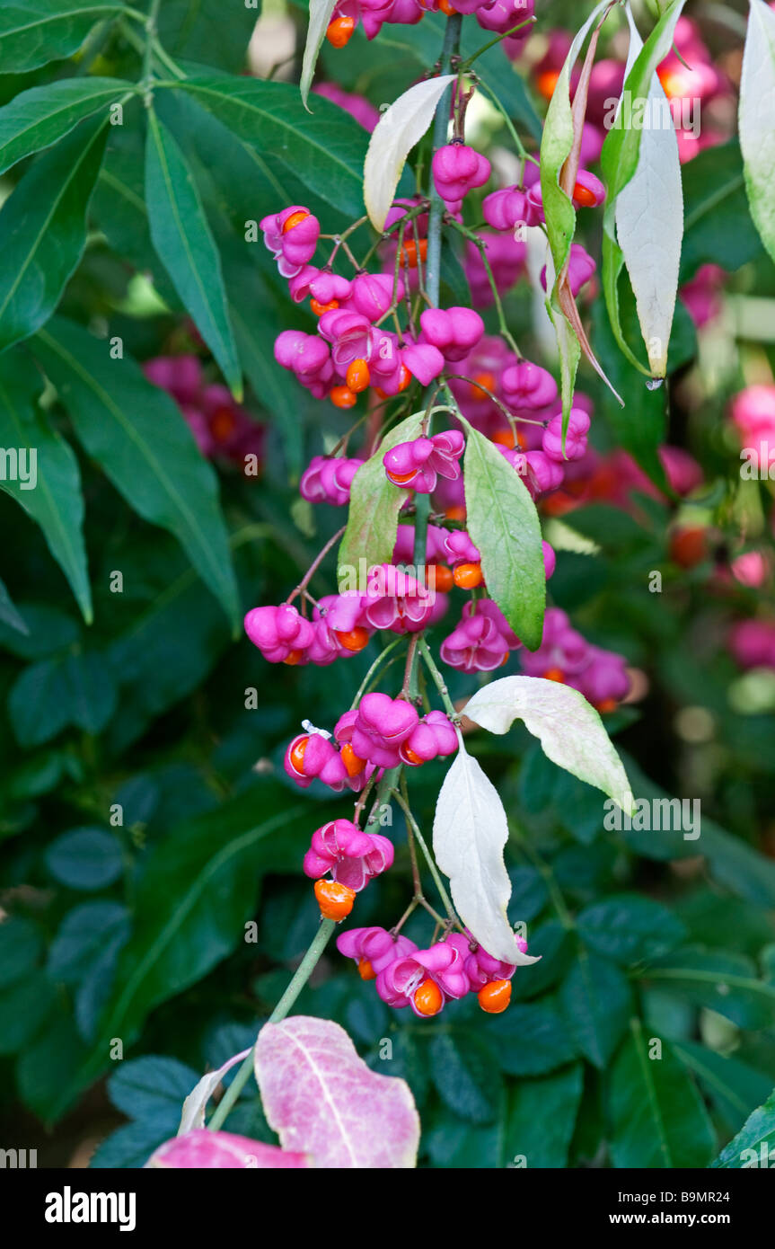 Spindle tree: Euonymus europaeus. Berries Stock Photo - Alamy