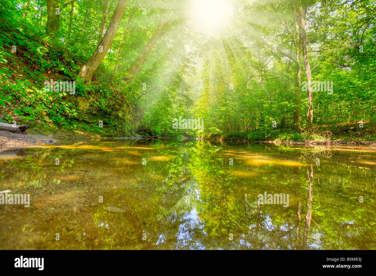 Morning in the forest Stock Photo - Alamy