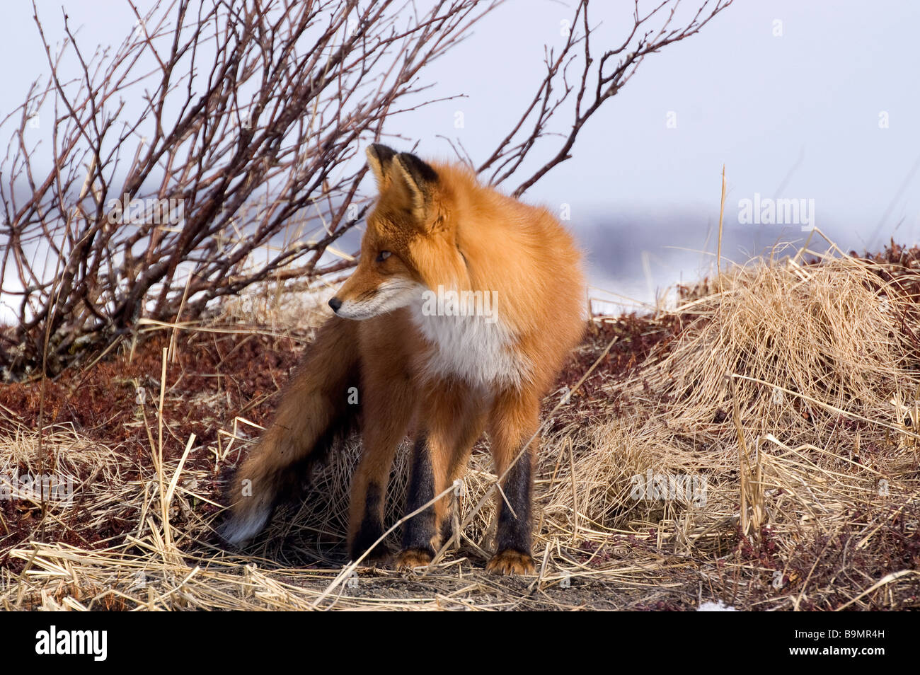 Red fox (Vulpes vulpes Stock Photo - Alamy