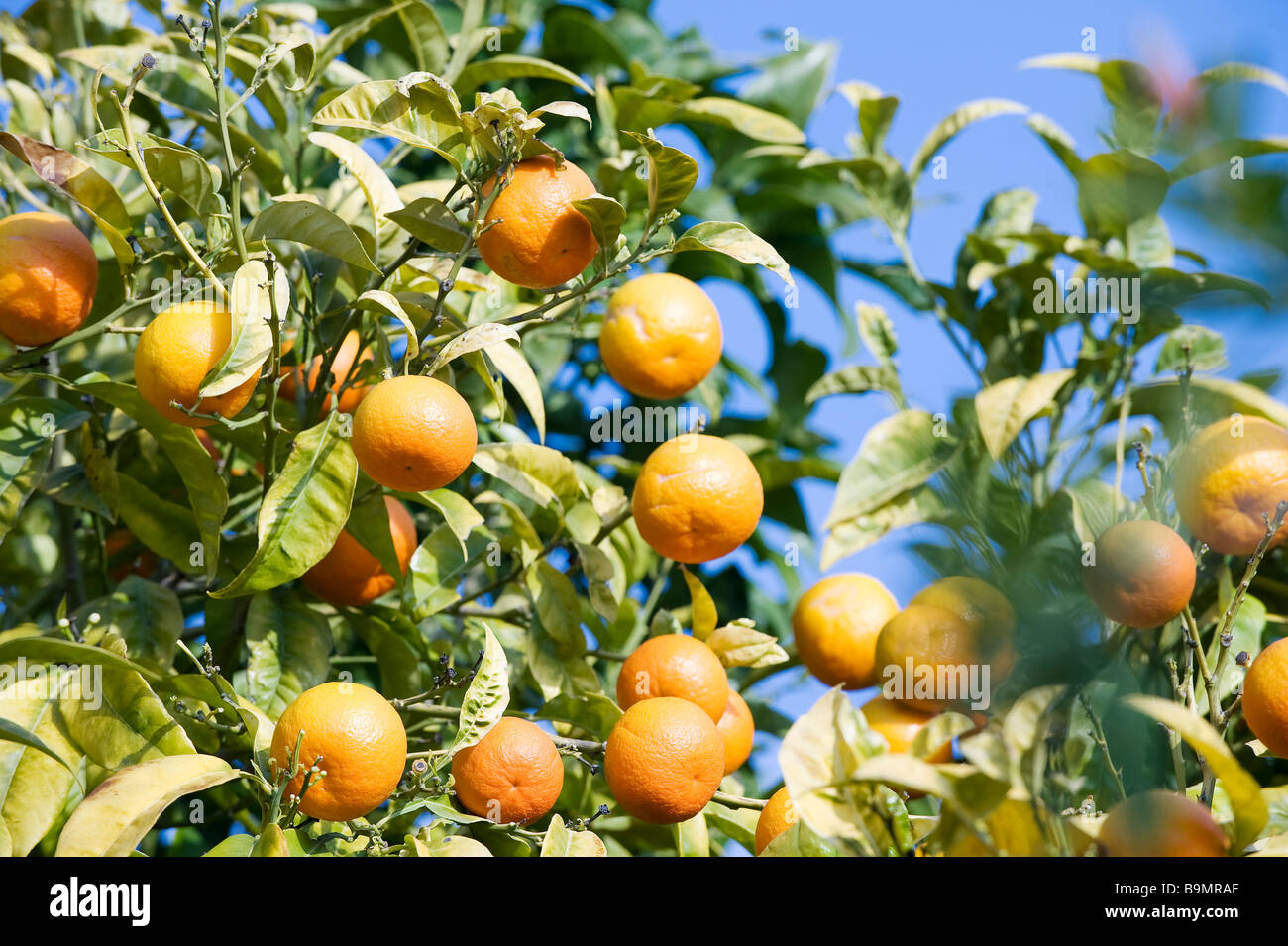 France, Var, Bormes les Mimosas, an orange tree Stock Photo - Alamy