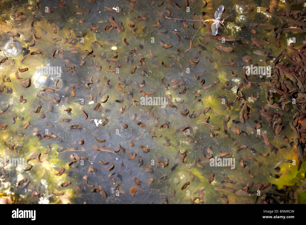 Frogspawn of Common Frog (Rana temporaria) in Garden Pond, in a Garden ...