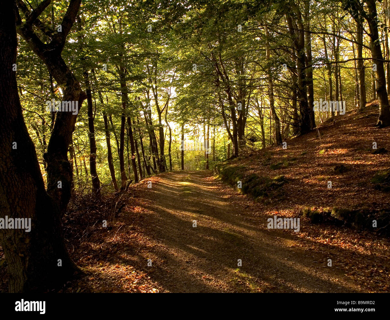 idyllic forest path through typical beech forest Stock Photo - Alamy