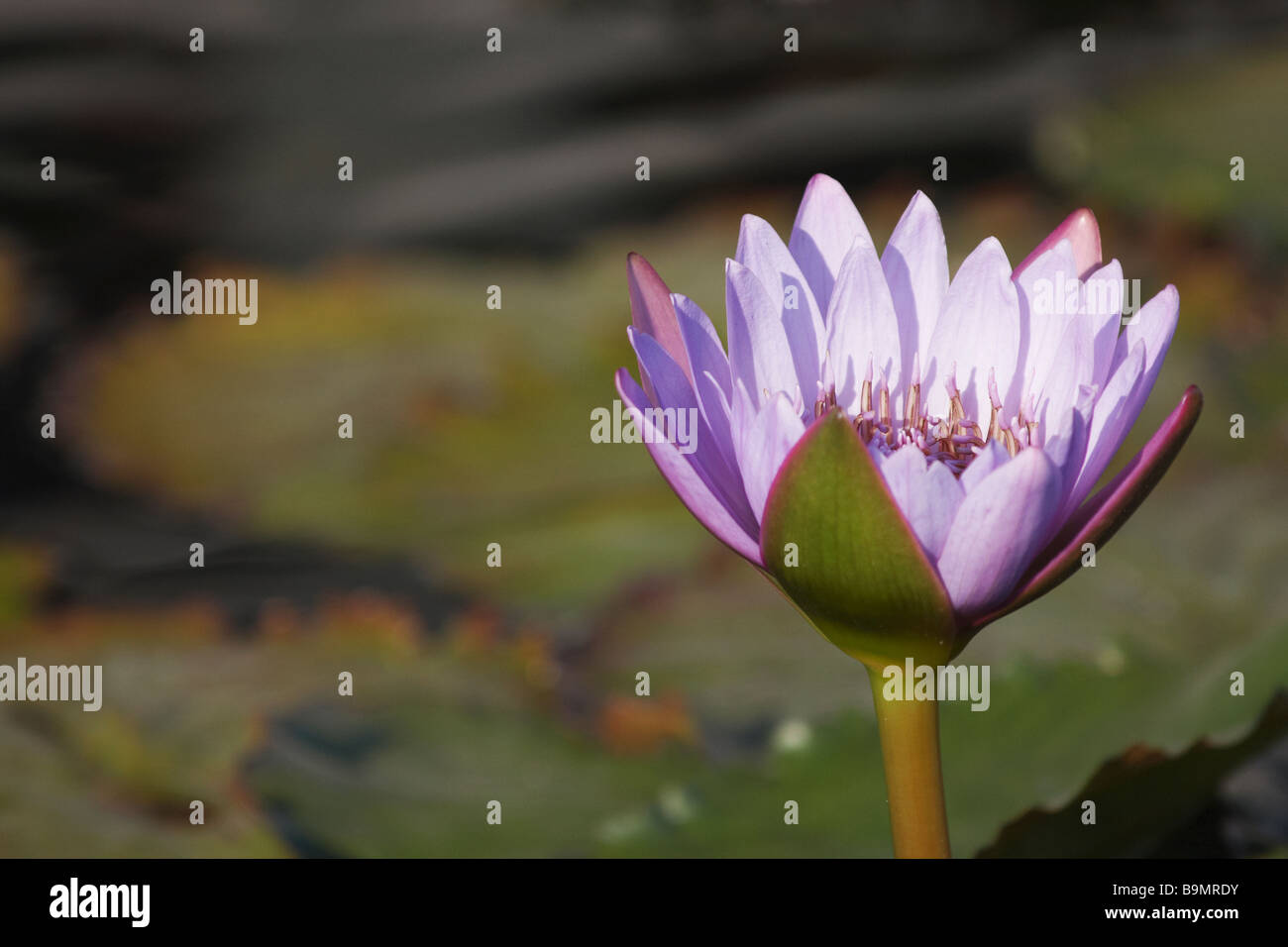 Lotus Flower, Chi Lin Nunnery, Diamond Hill, Kowloon, Hong Kong Stock ...